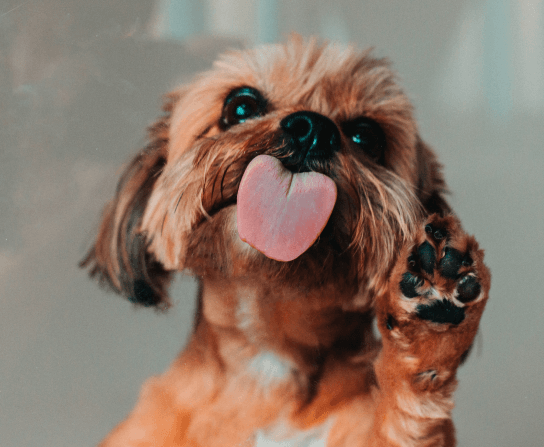 Pet Nutrition Counseling Near Me - Chattanooga Holistic Animal Institute